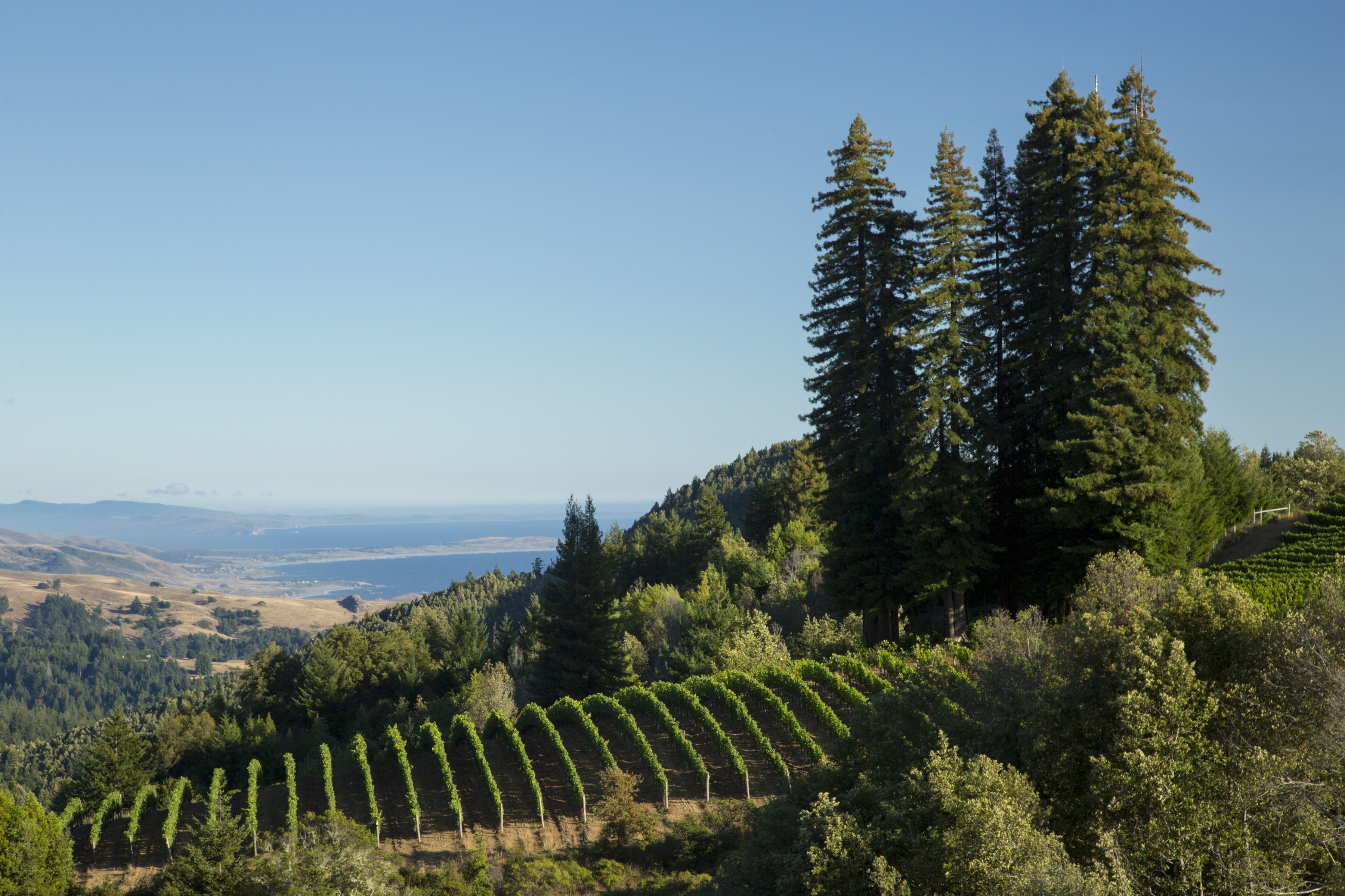 Fortunes of Fort Ross-Seaview - Top Ten Wineries | PalateXposure